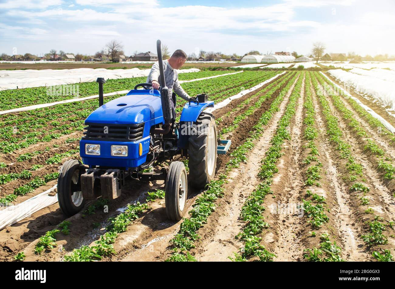 Farmer tillage cultivates a field plantation of young Riviera potatoes ...