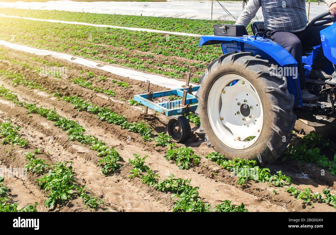 Tractor plows loosens the land of a plantation of a young Riviera ...