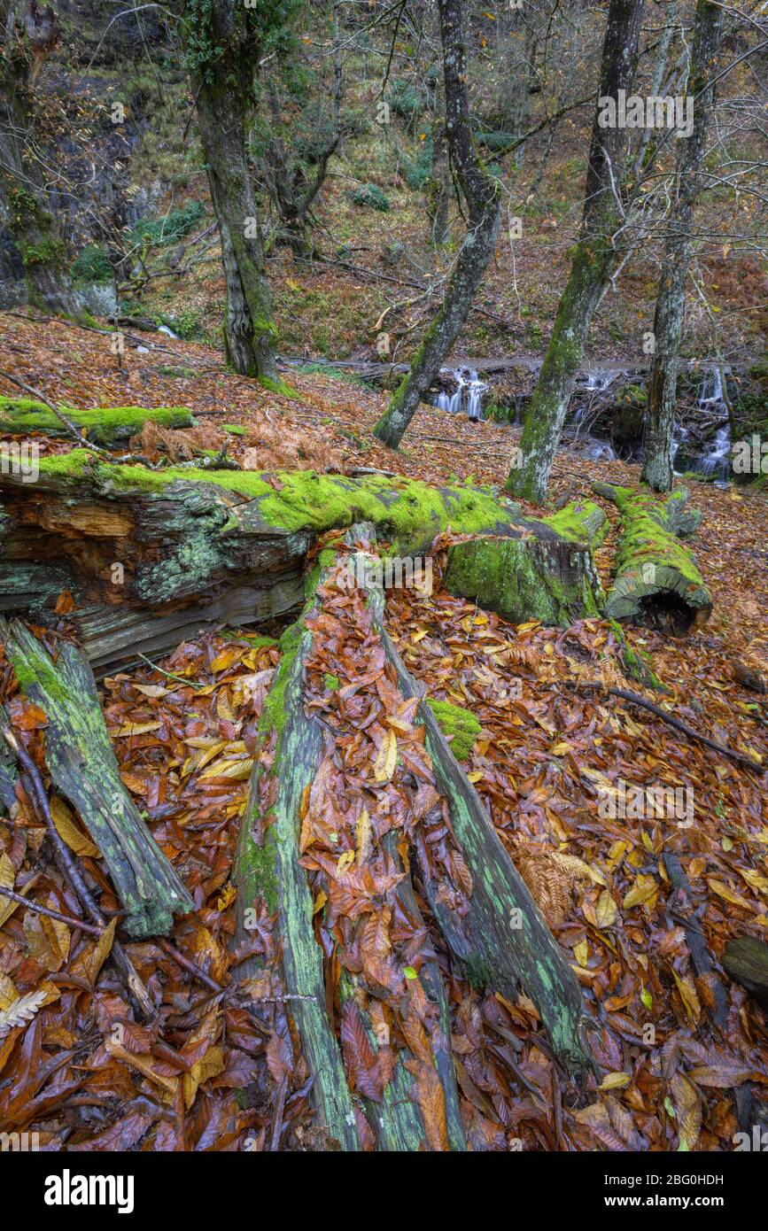 Huge Tree Trunks fallen on the Forest Floor slowly disappear under ...