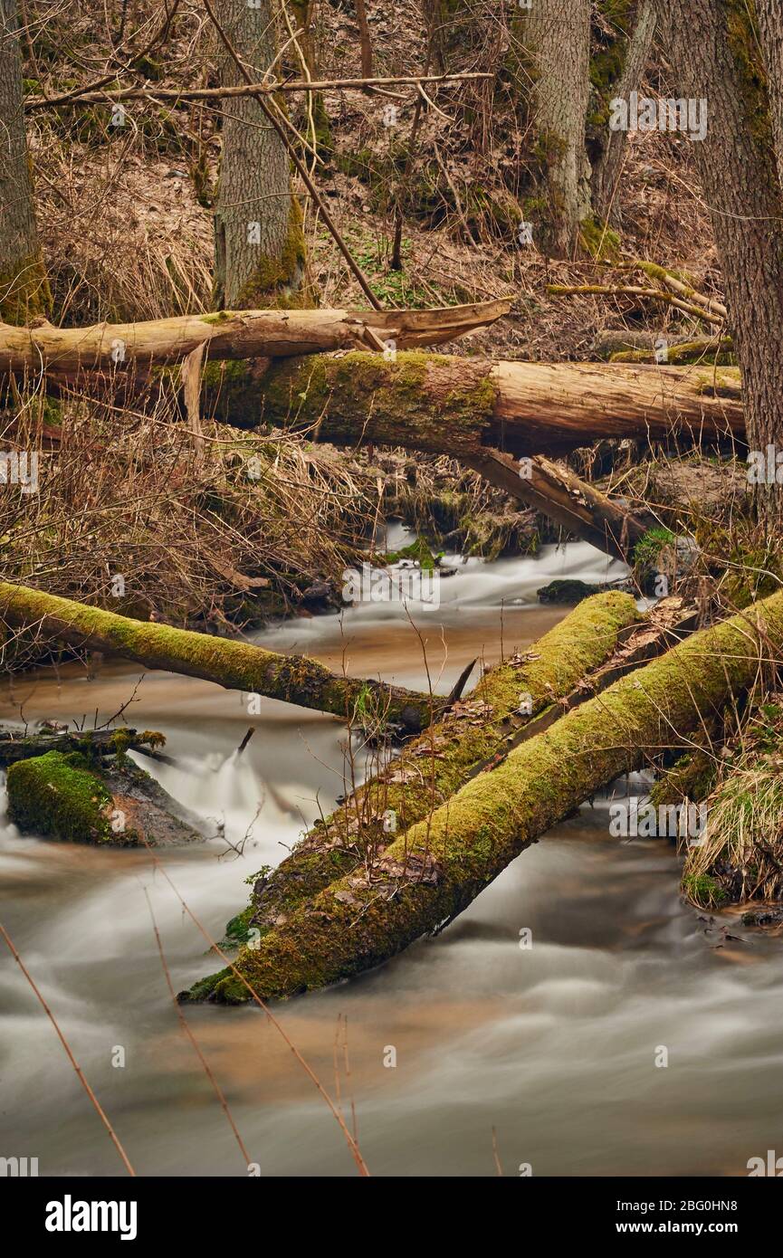 wild rapid stream flowing through the forest Stock Photo - Alamy