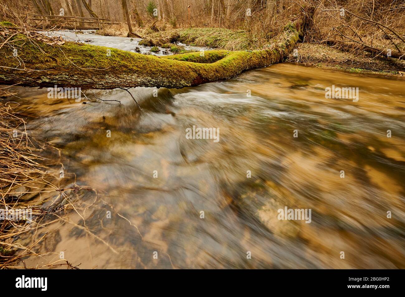 wild rapid stream flowing through the forest Stock Photo - Alamy