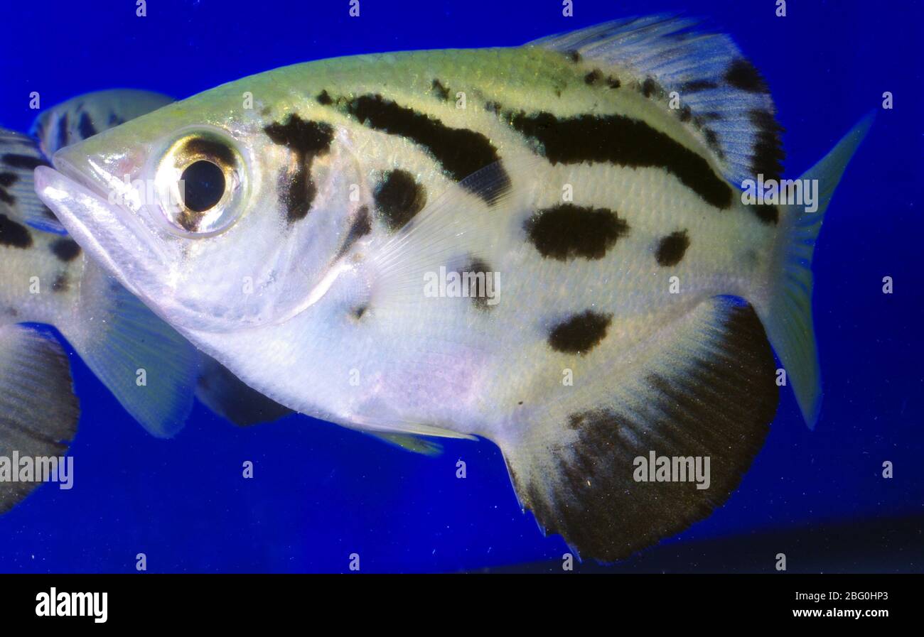 Zebra archerfish hi-res stock photography and images - Alamy