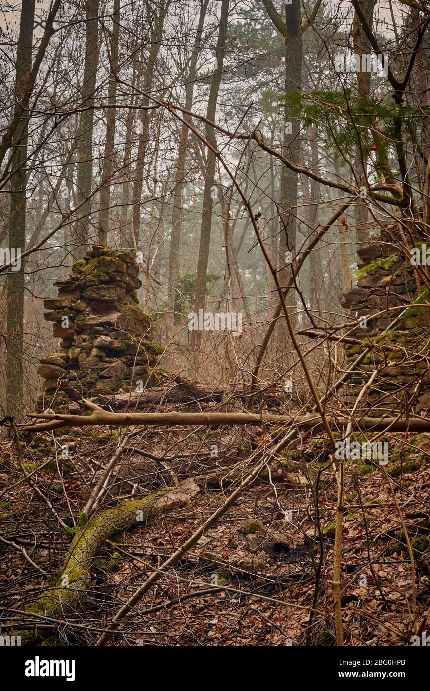 Building ruins deep in the forest Stock Photo - Alamy
