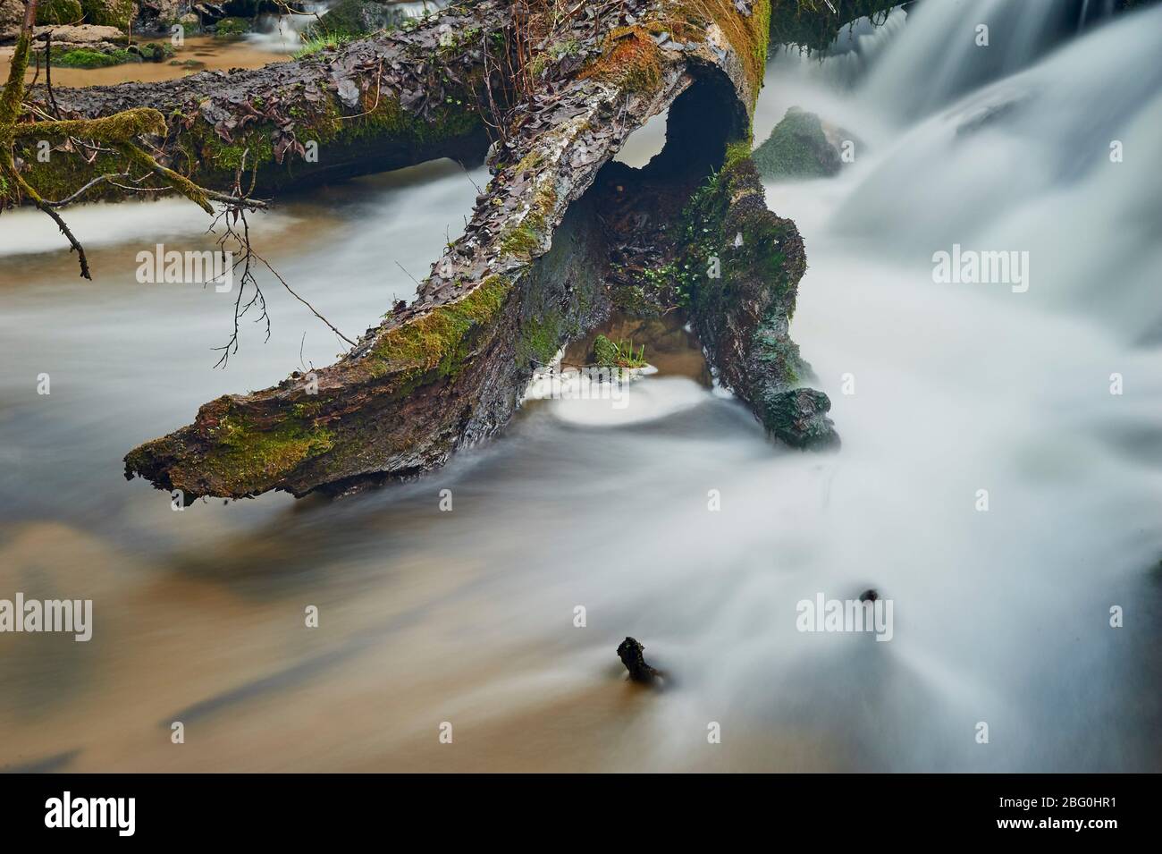 wild rapid stream flowing through the forest Stock Photo - Alamy