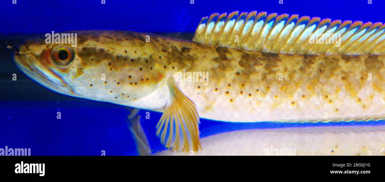 Ceylonese green snakehead, Channa orientalis Stock Photo - Alamy