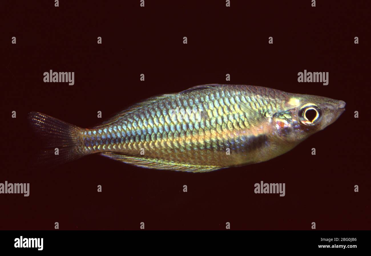 Rainbowfish High Resolution Stock Photography and Images - Alamy
