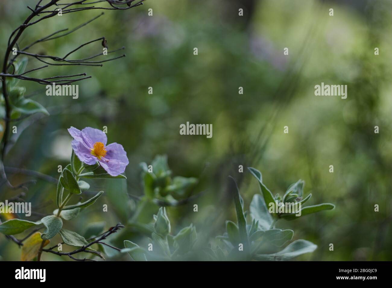 Swamp rose violet with blur background Stock Photo - Alamy