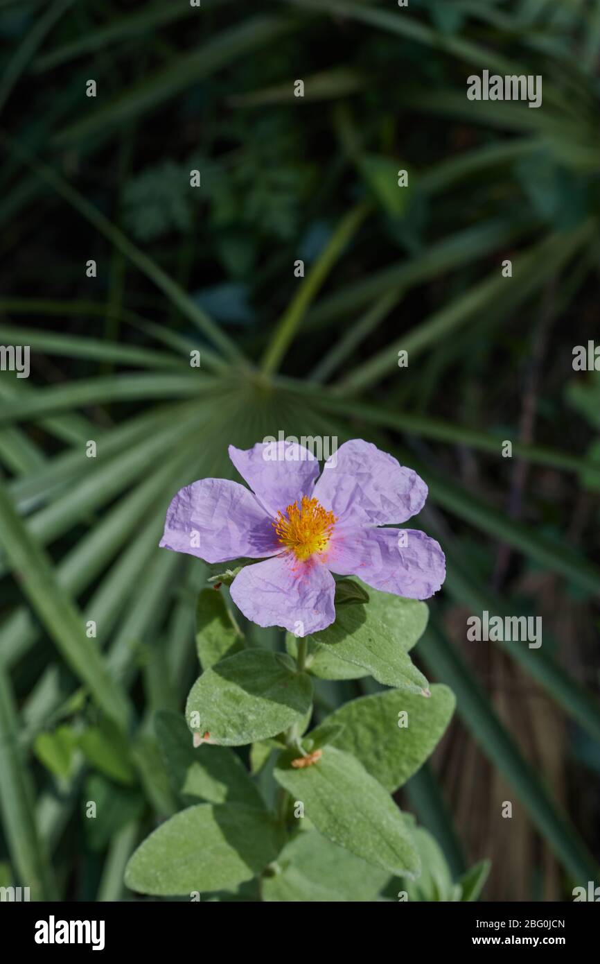 Swamp rose violet with blur background Stock Photo - Alamy