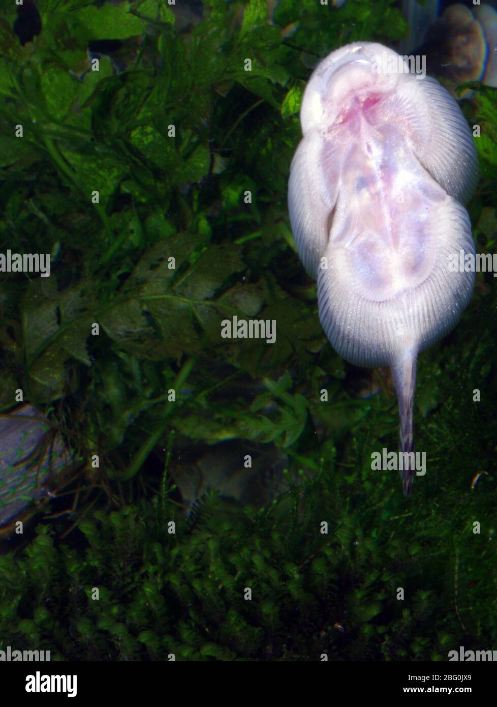 Ventral view of Leverett's hillstream loach, Beaufortia leveretti Stock ...