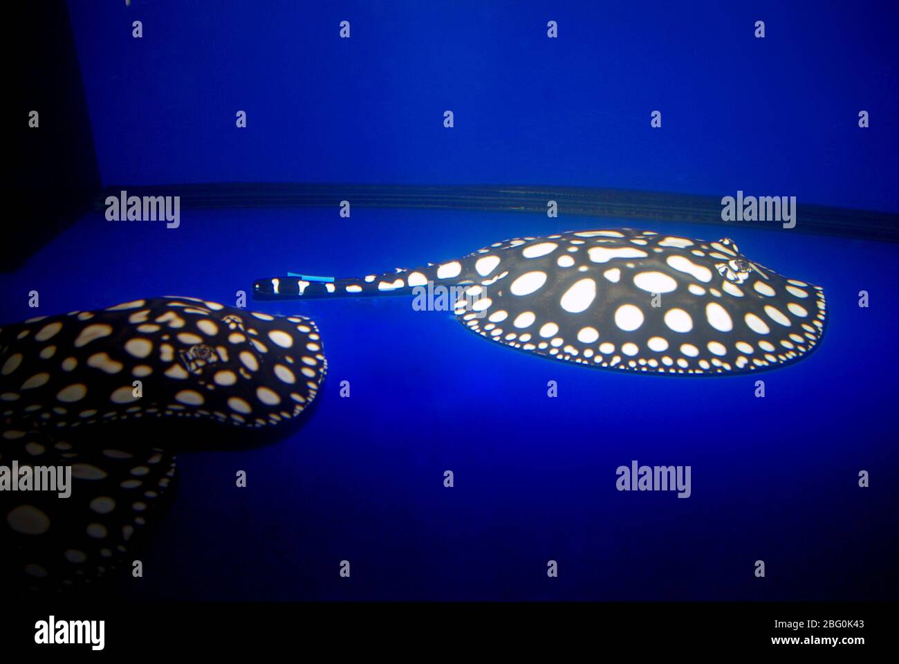 Henlei hi-res stock photography and images - Alamy