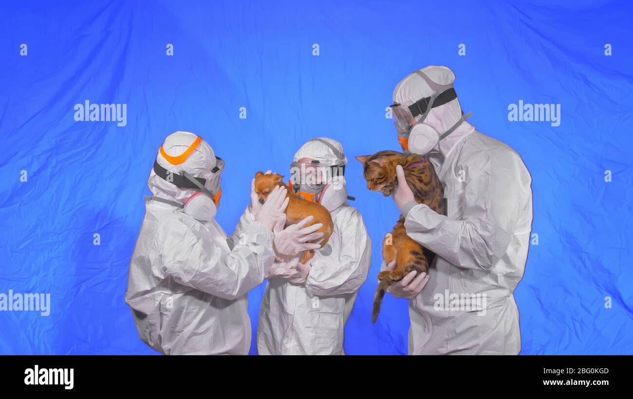 Doctor veterinarian do physical examination and check for animal ...