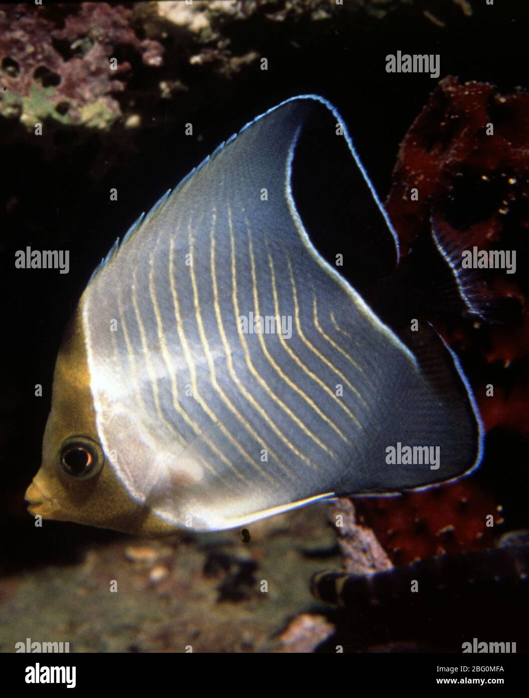 Orange-face butterflyfish, Chaetodon larvatus Stock Photo - Alamy