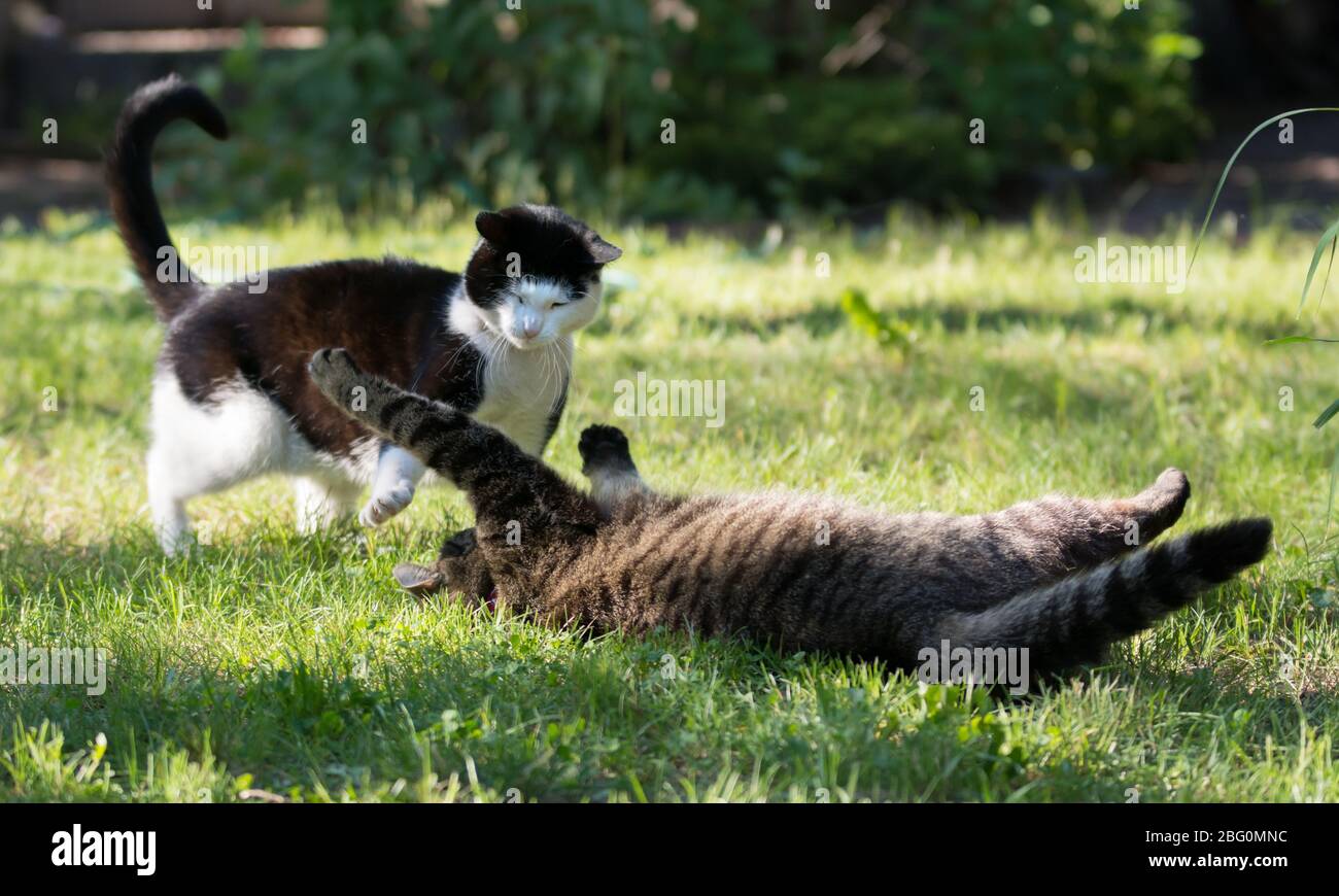 Two cats fighting hi-res stock photography and images - Alamy