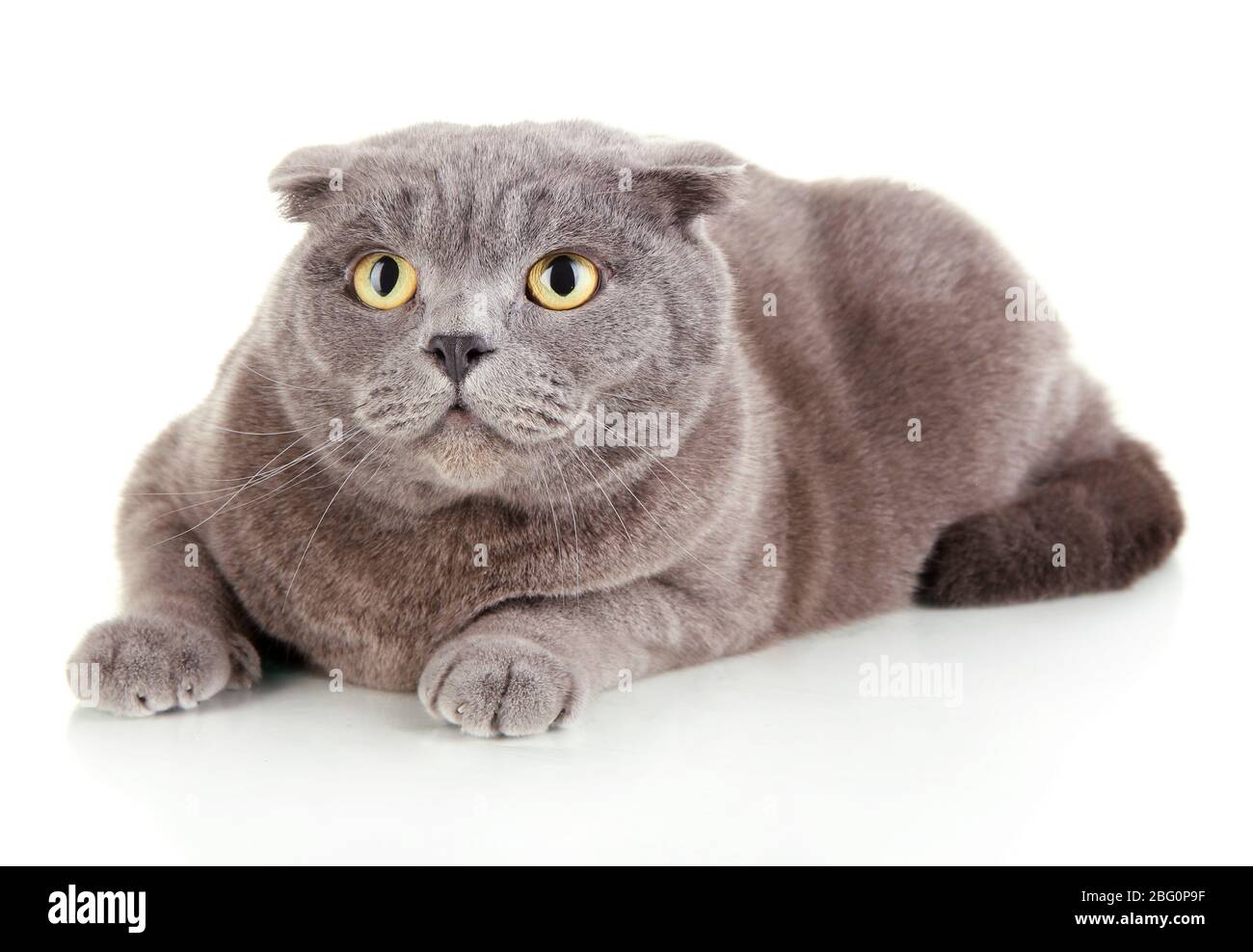 Cat isolated on white Stock Photo - Alamy