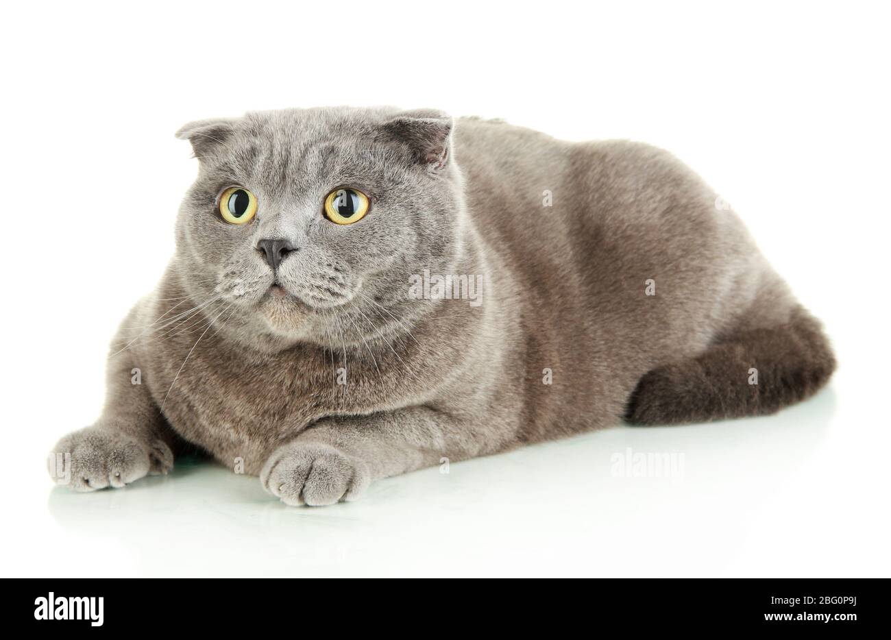 Cat isolated on white Stock Photo - Alamy