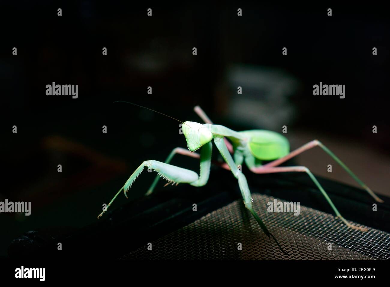 Giant asian praying mantis hi-res stock photography and images - Alamy