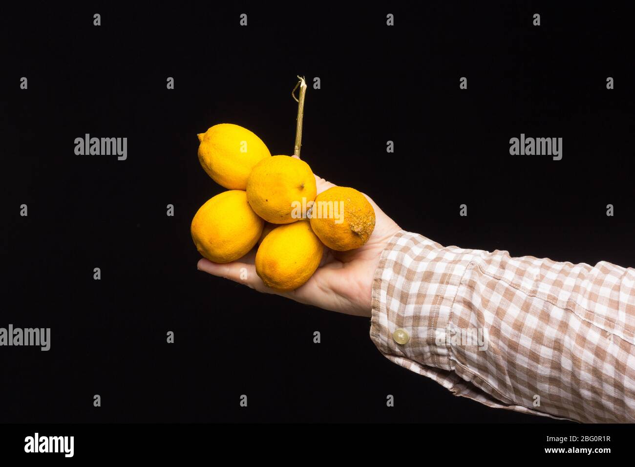 Lemon is a fruit with yellow skin, from the citrus family, with an ...