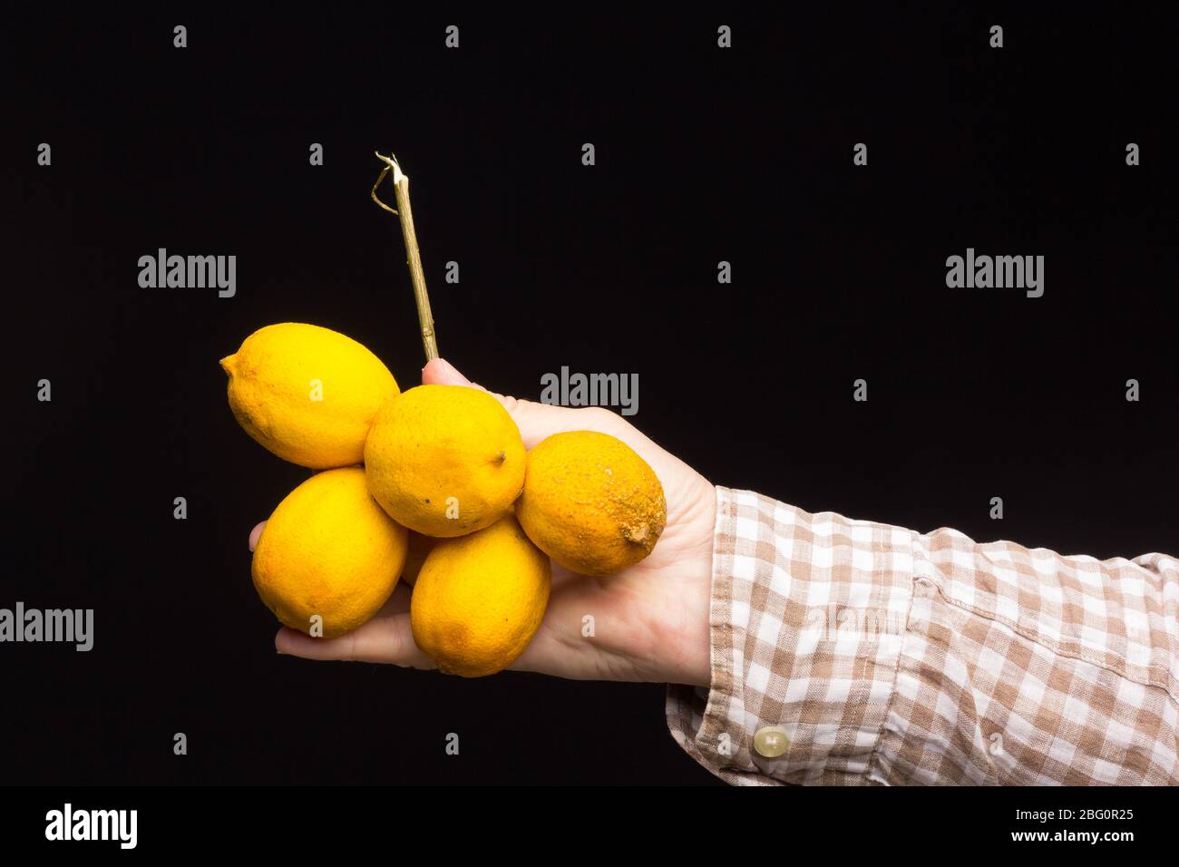 Lemon is a fruit with yellow skin, from the citrus family, with an ...