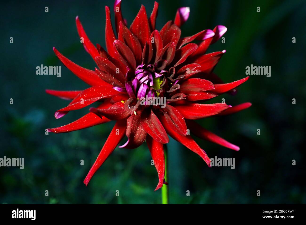 Beautiful flowers shot in vivid color with bright amazing colors for ...