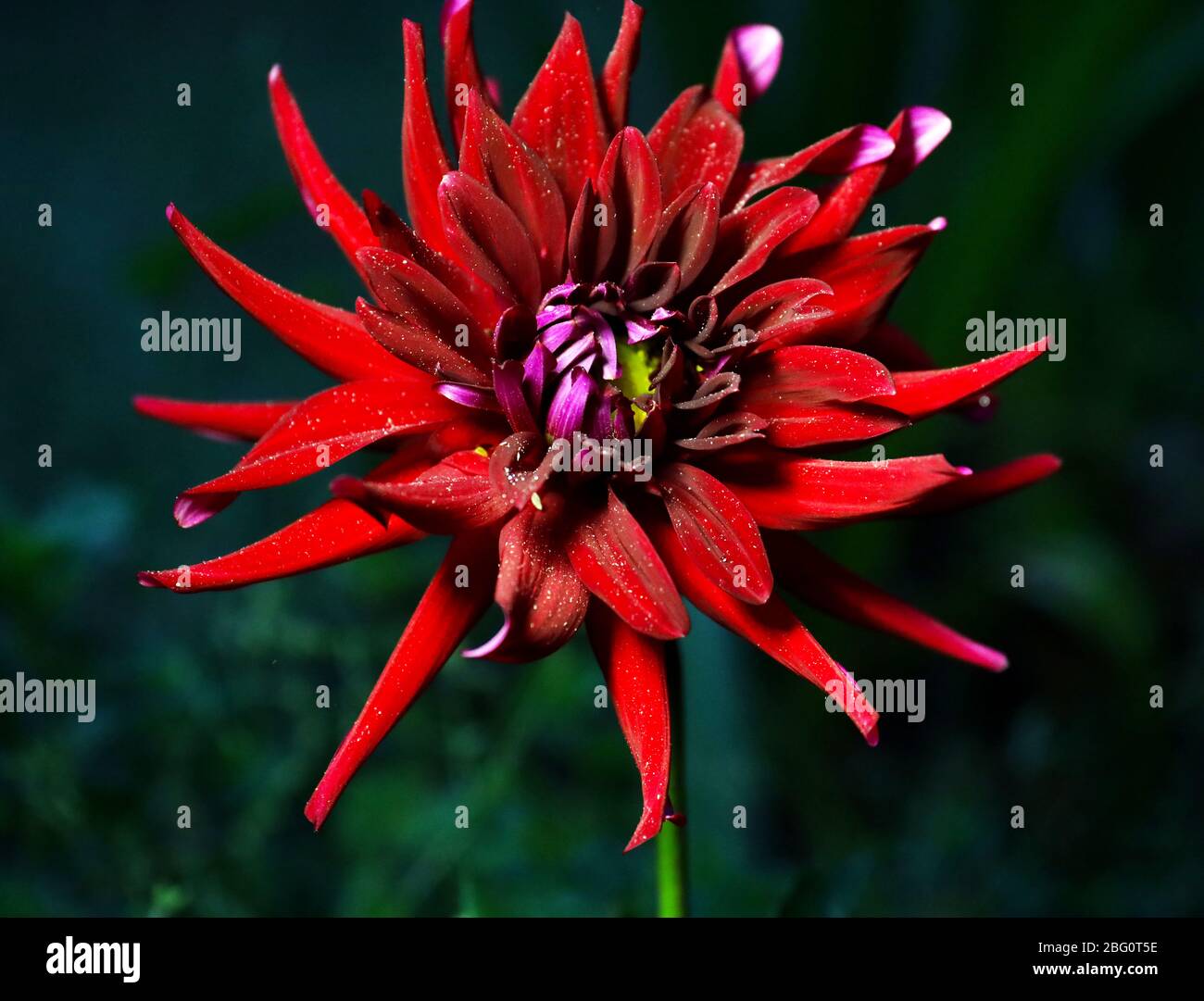 Beautiful flowers shot in vivid color with bright amazing colors for ...
