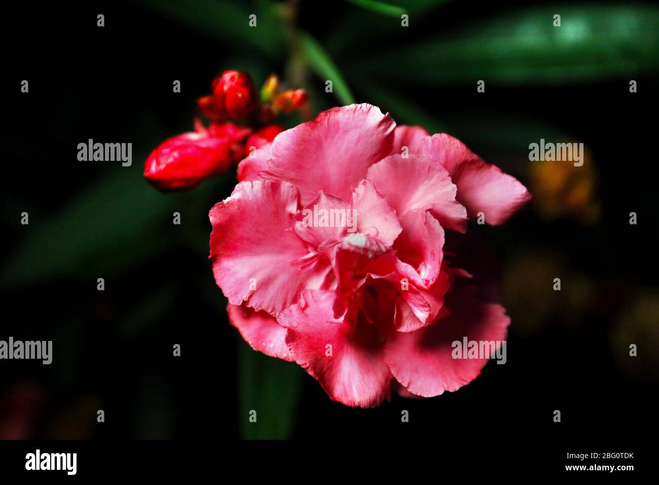 Beautiful flowers shot in vivid color with bright amazing colors for ...