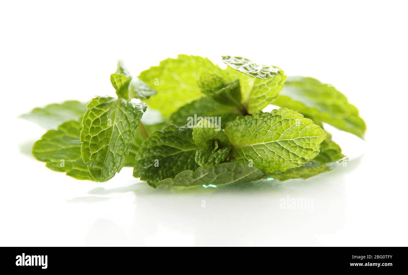 Mint isolated on white Stock Photo - Alamy