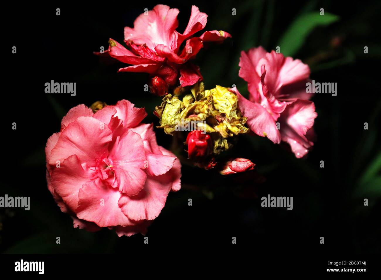 Beautiful flowers shot in vivid color with bright amazing colors for ...