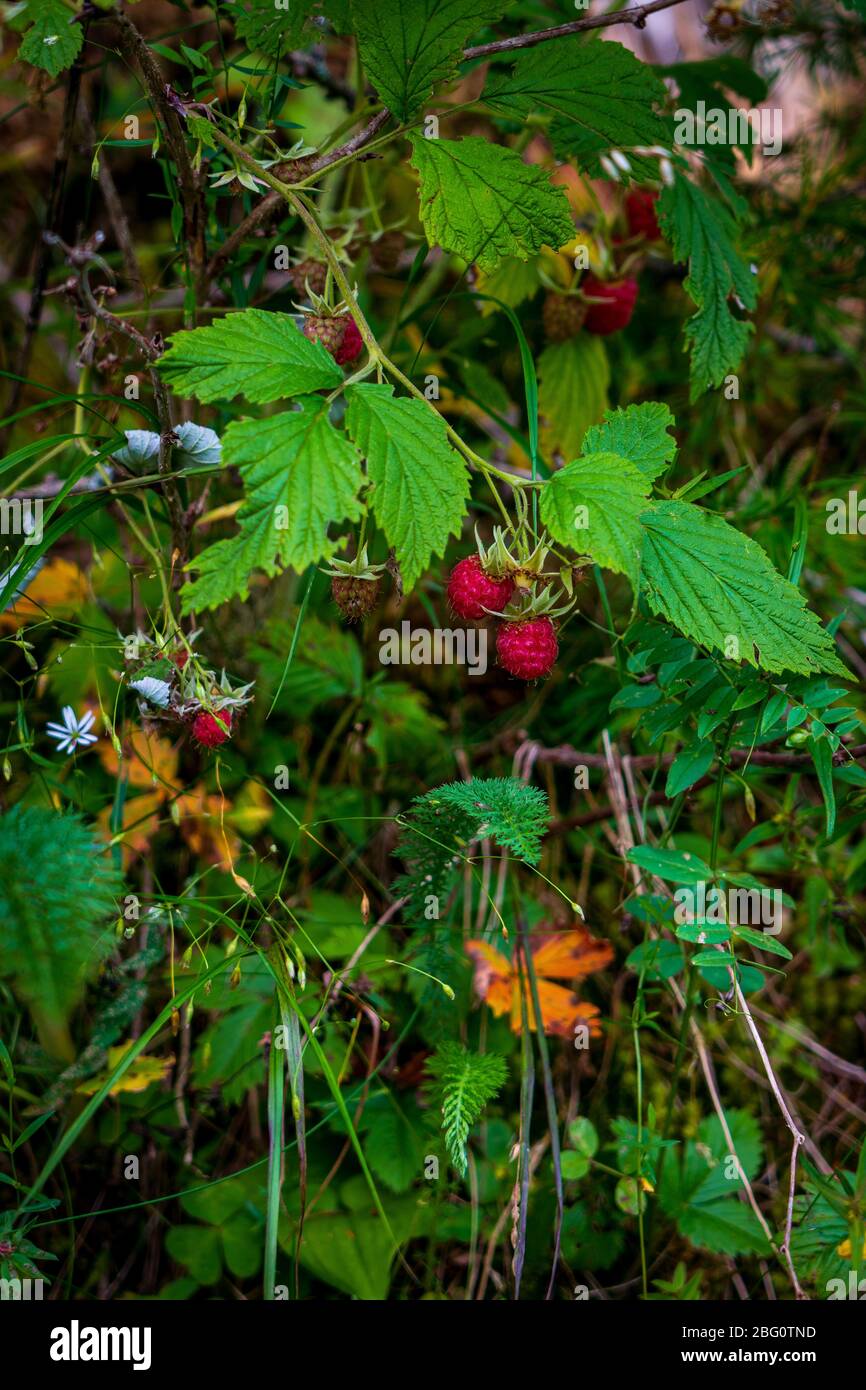 Multi berry hi-res stock photography and images - Alamy