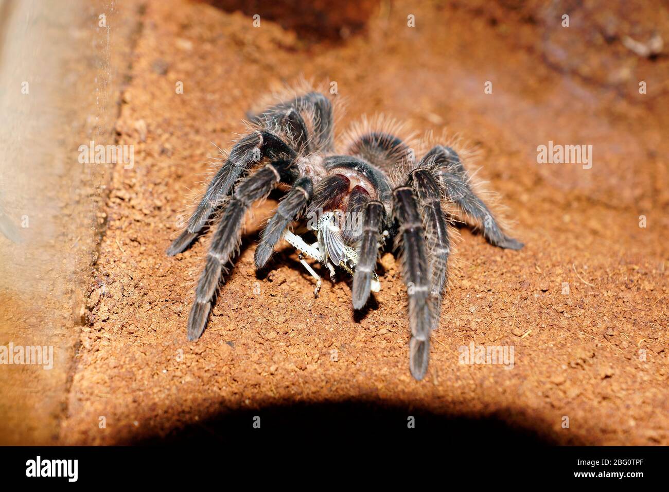 Tarantula spider salmon pink bird hi-res stock photography and images ...