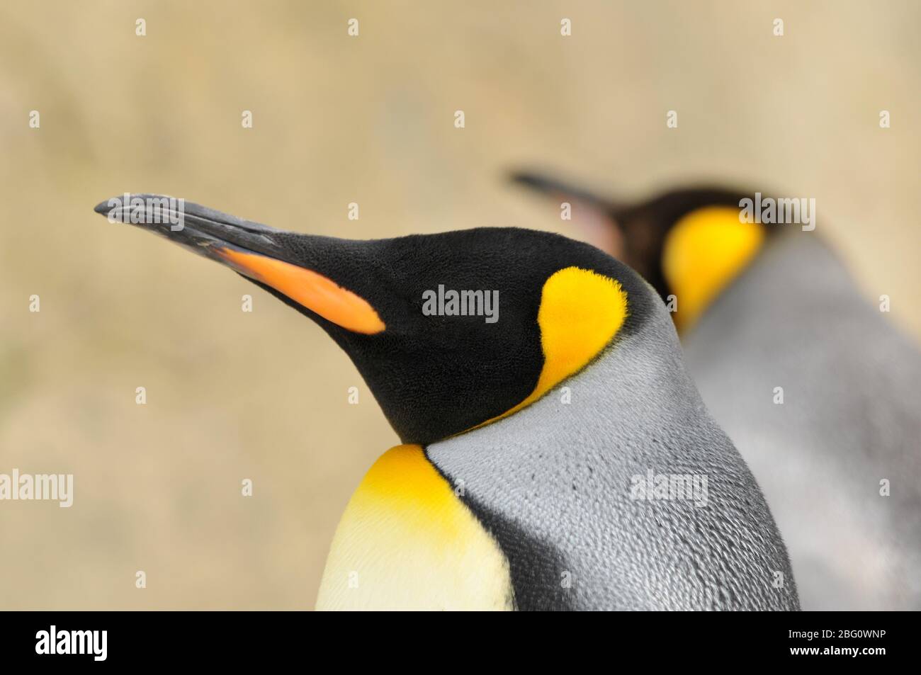 Emperor penguin aptenodytes forsteri hi-res stock photography and ...