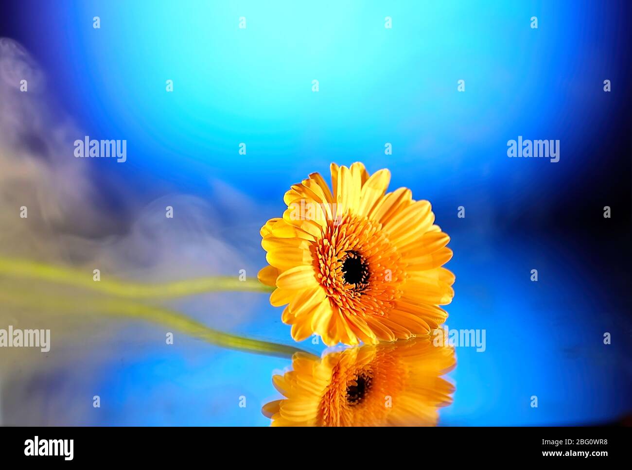 Beautiful flowers shot in vivid color with bright amazing colors for ...