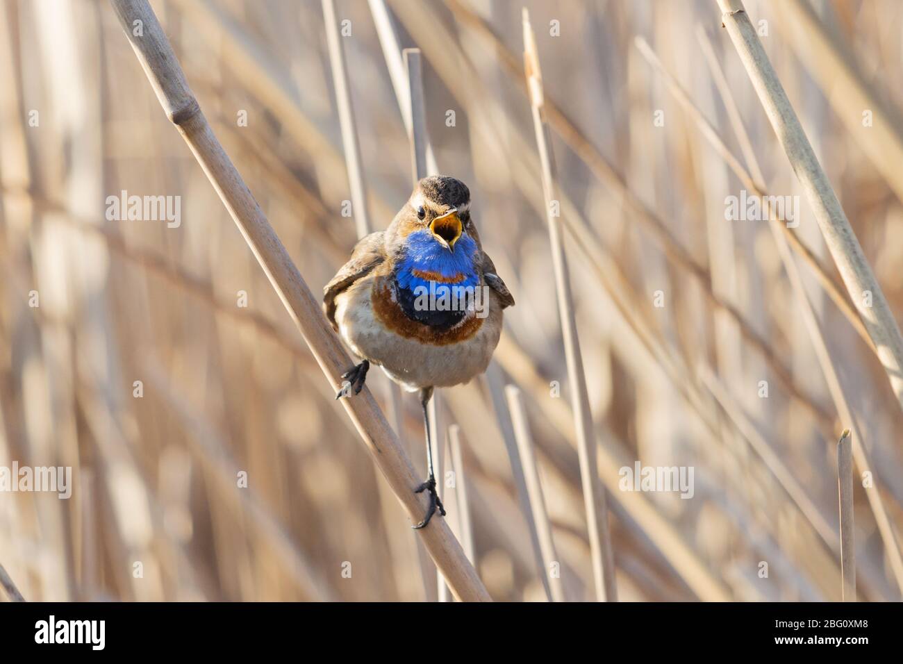 beautiful bird sings sitting on a reed Stock Photo - Alamy