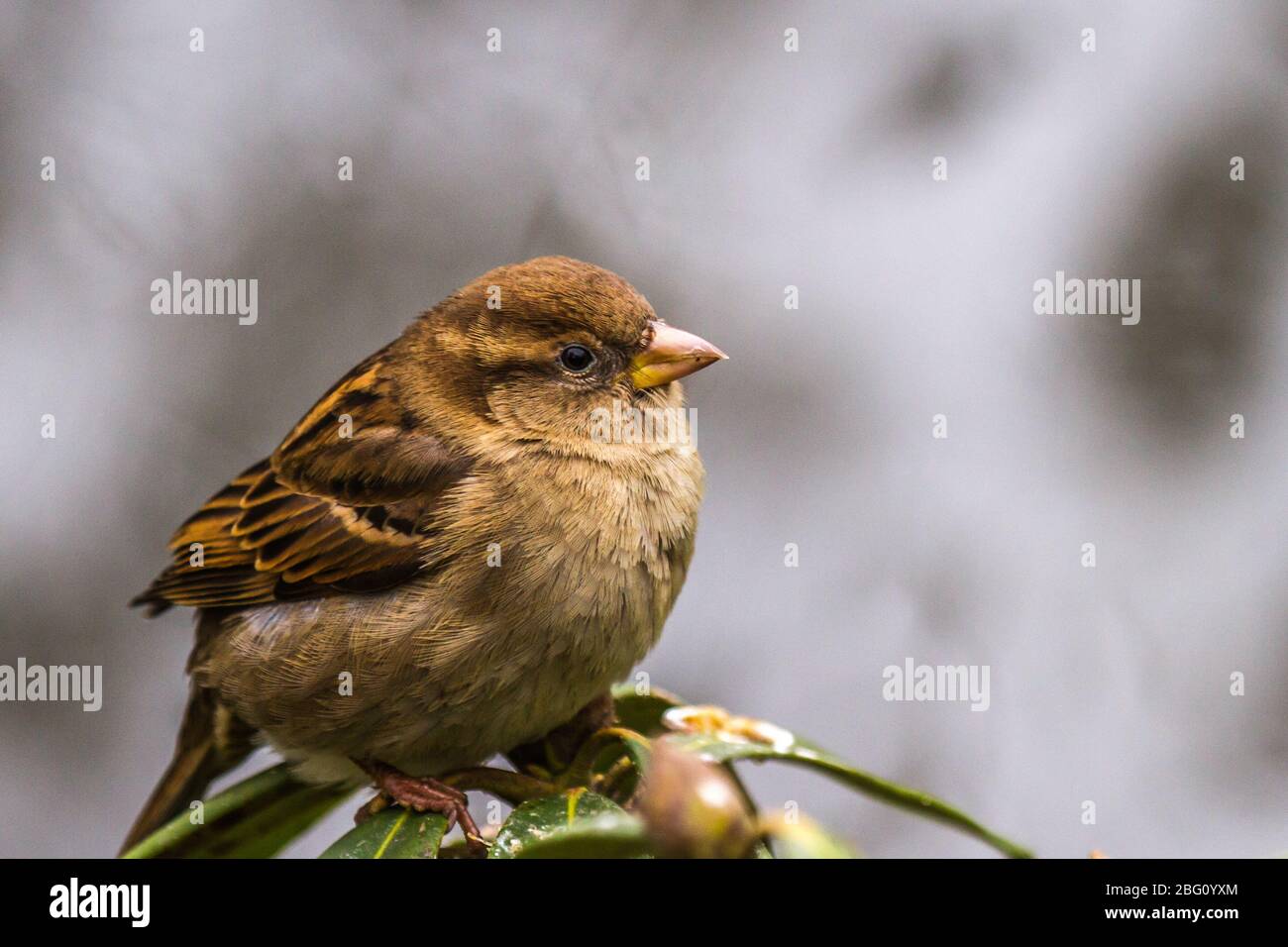 Sparrow sitting hi-res stock photography and images - Alamy