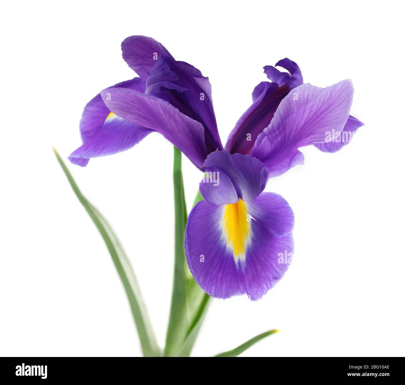 Iris detail blue flower Cut Out Stock Images & Pictures - Alamy