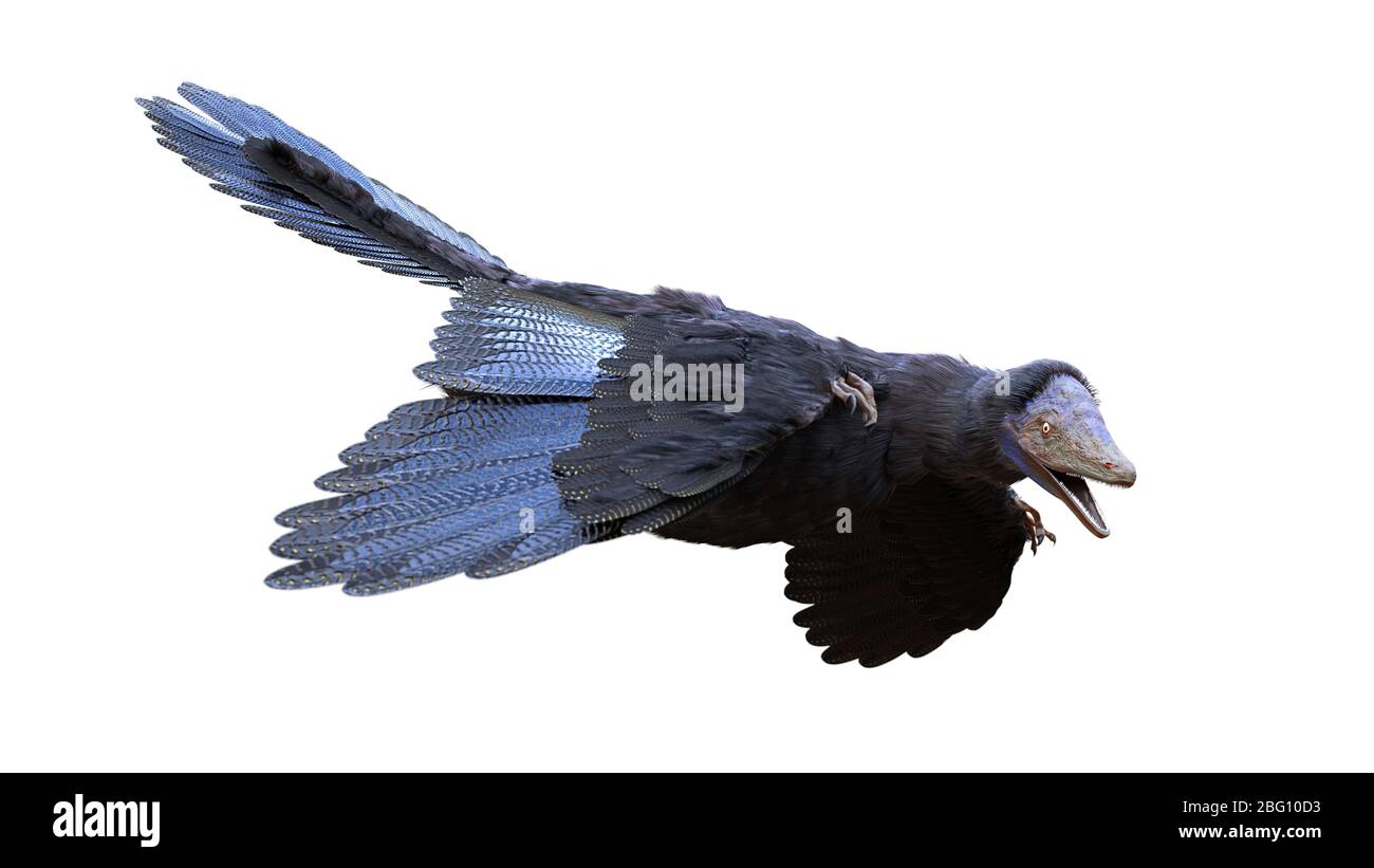 Archaeopteryx, bird-like dinosaur from the Late Jurassic period around ...