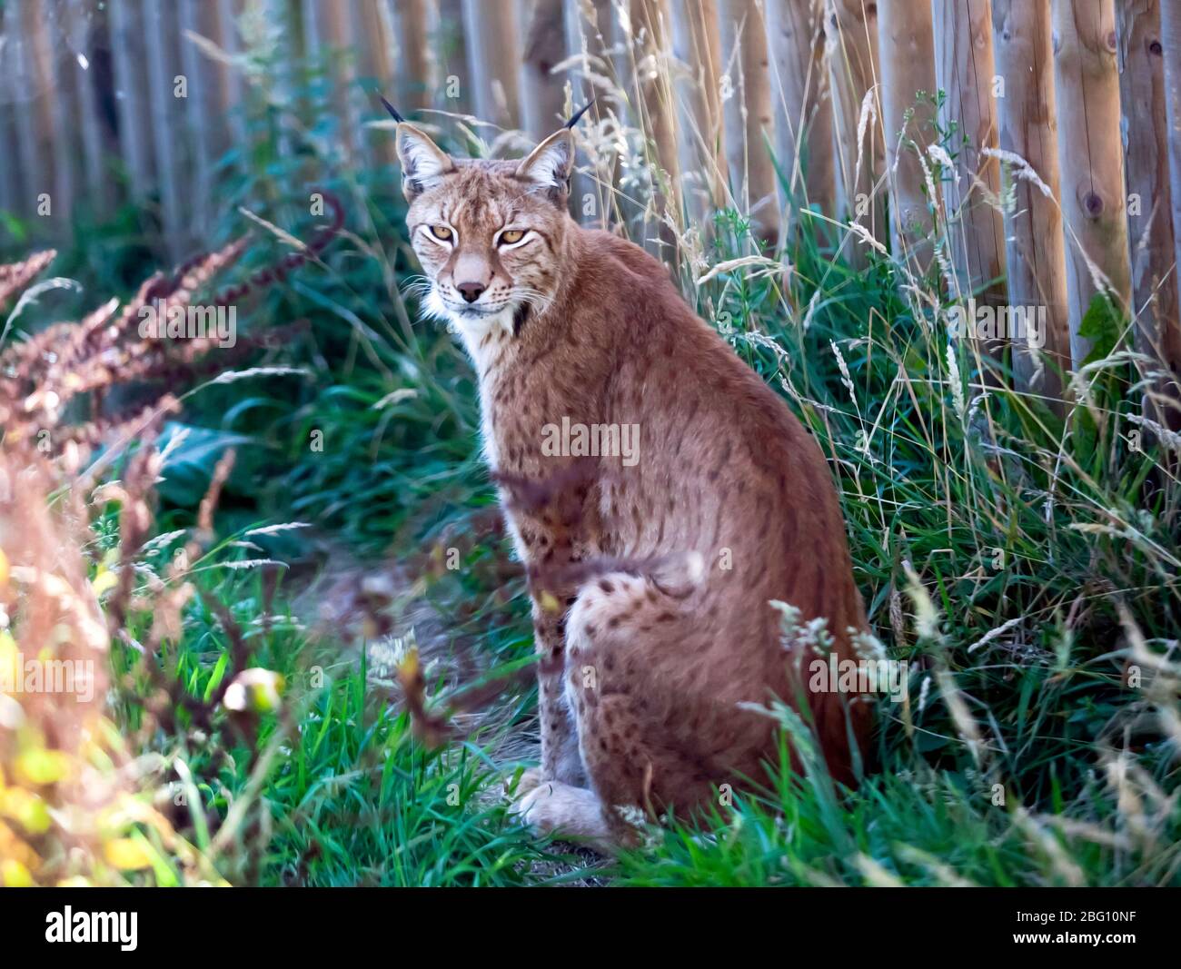 Black cat kent hi-res stock photography and images - Alamy