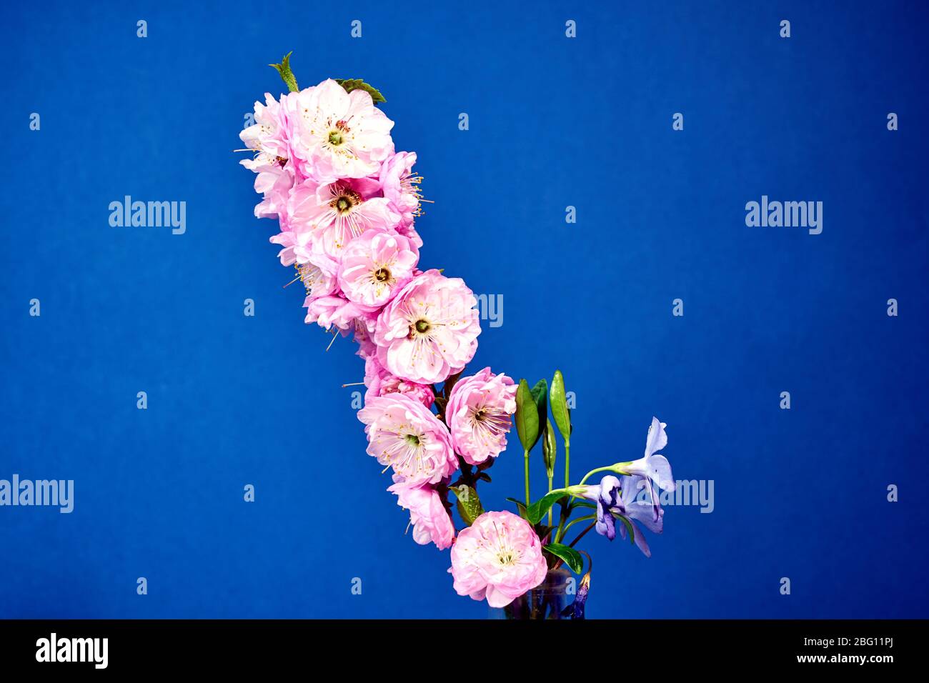 Tonsil hi-res stock photography and images - Alamy