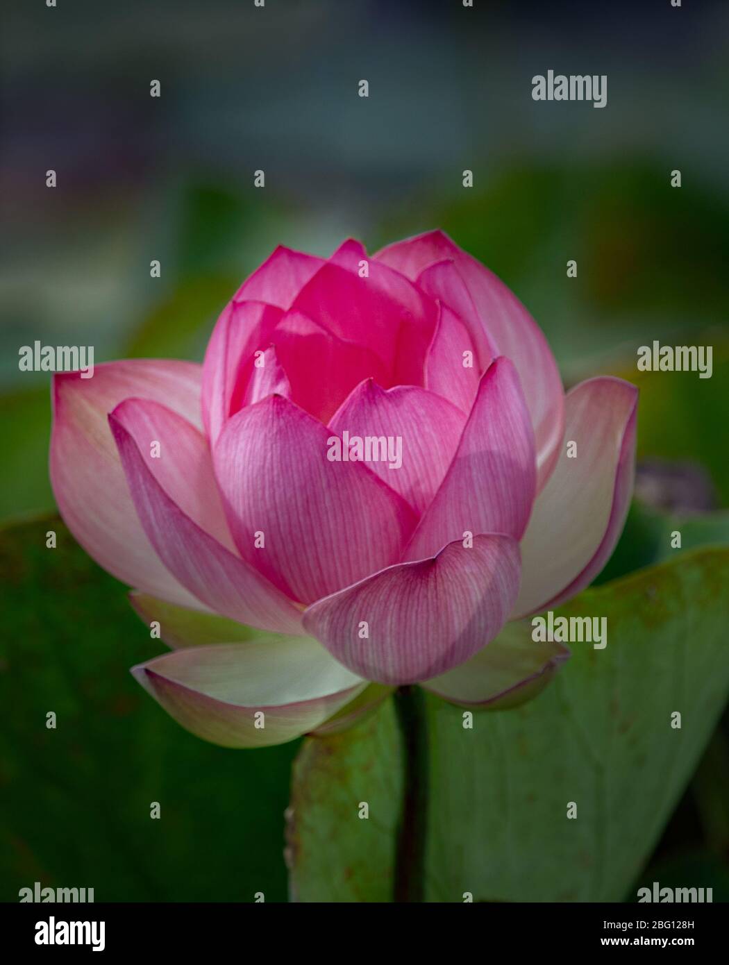 Lotus Plant Underwater High Resolution Stock Photography and Images - Alamy