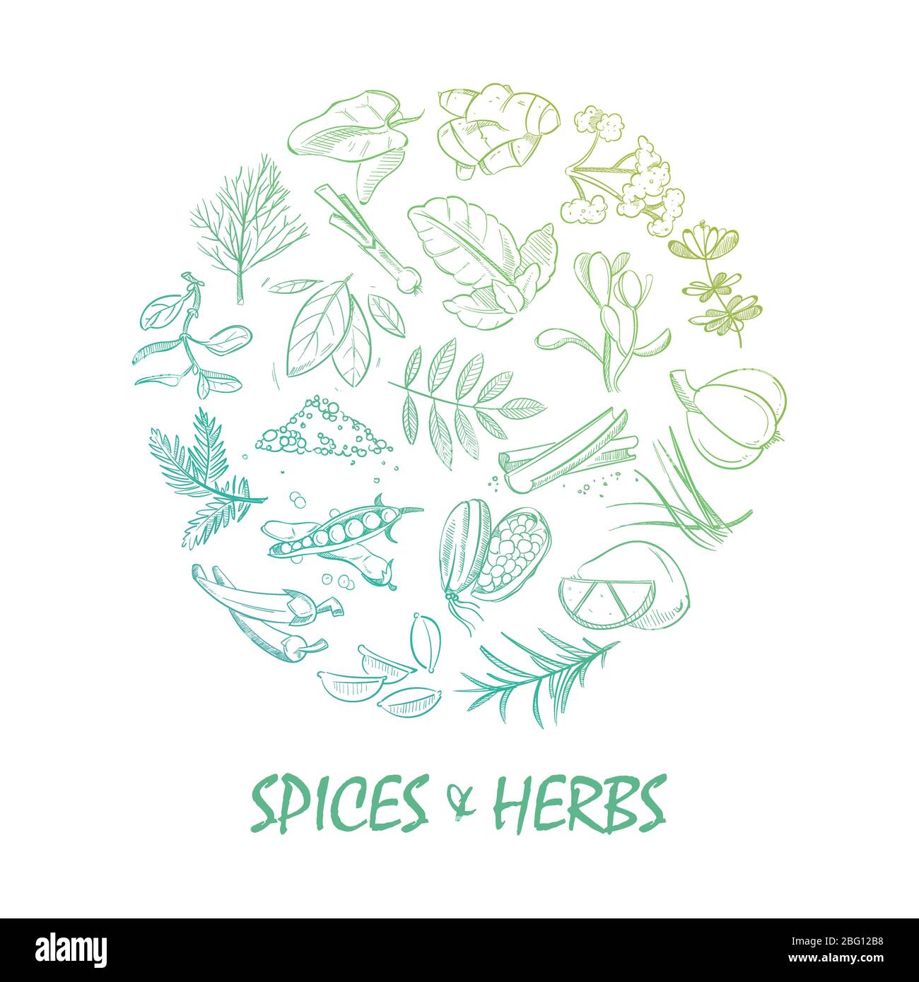 Hand drawn spice and herbs bright round concept design. Vector ...