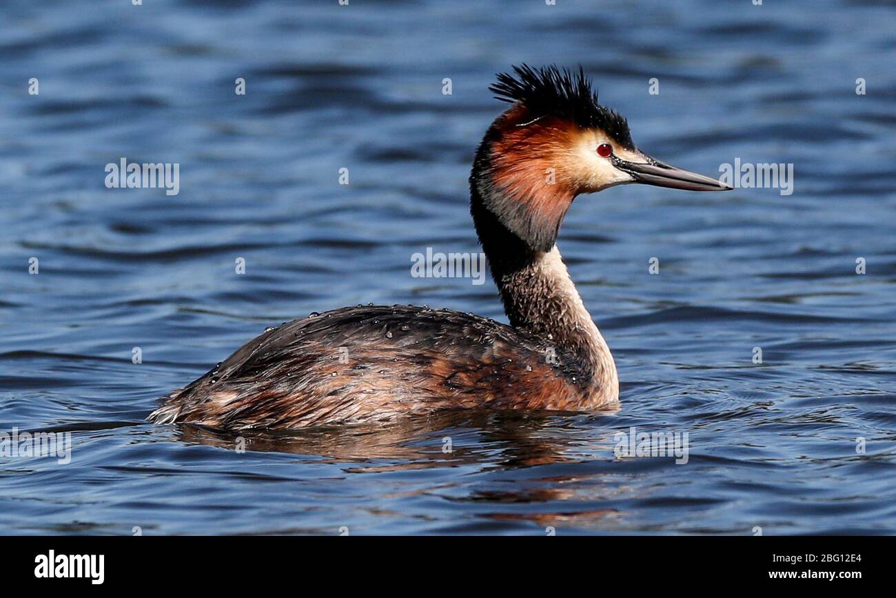 A great crested grebe on lake sefton park hi-res stock photography and ...