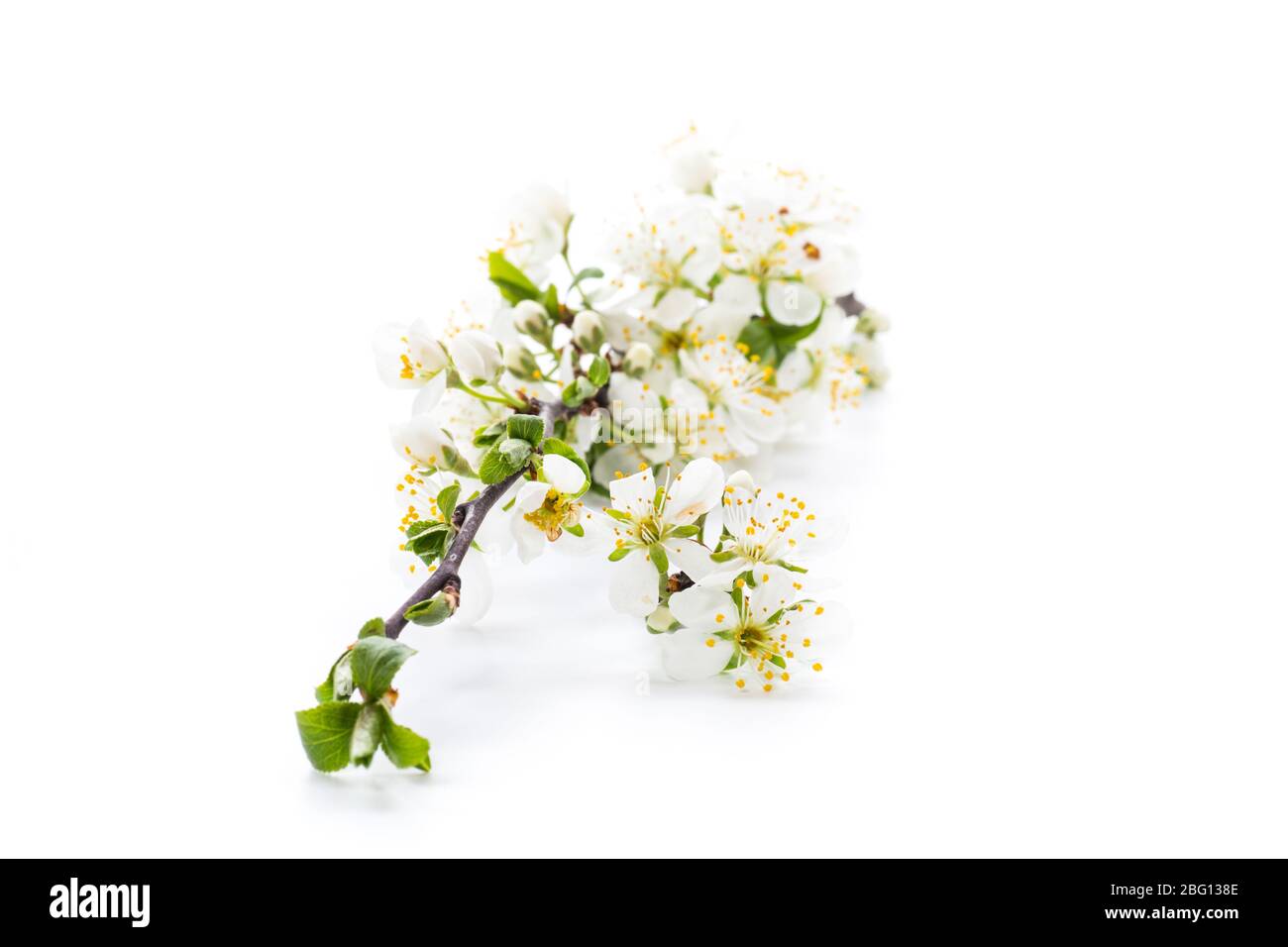 Tree branch frame plum Cut Out Stock Images & Pictures - Alamy