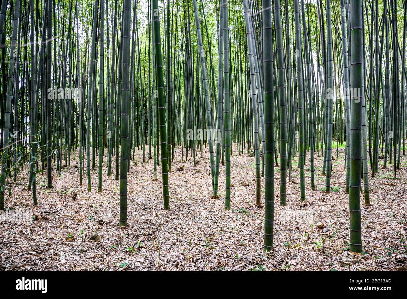 Green natural bamboo forest in Kyoto in Japan Stock Photo - Alamy