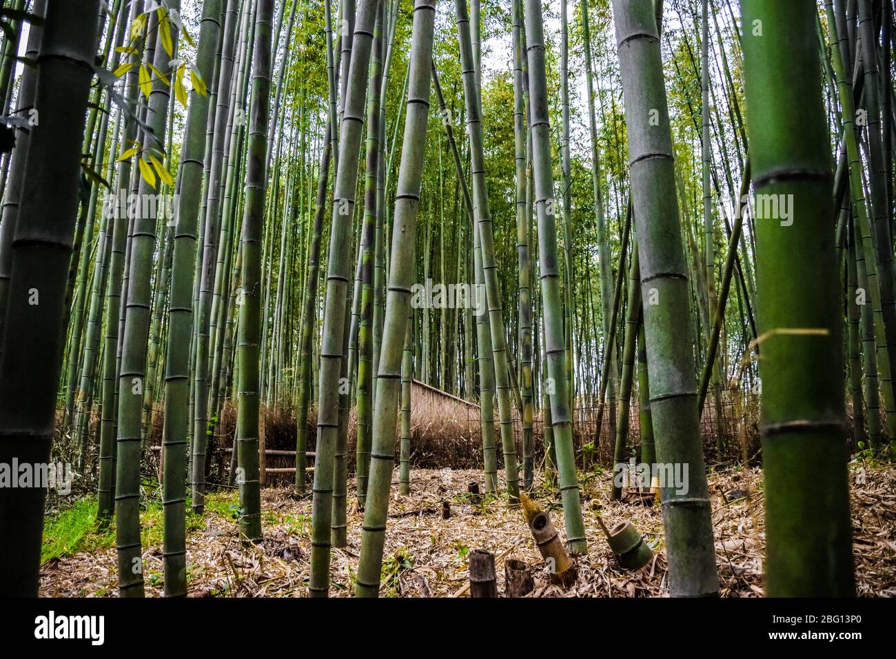 Green natural bamboo forest in Kyoto in Japan Stock Photo - Alamy