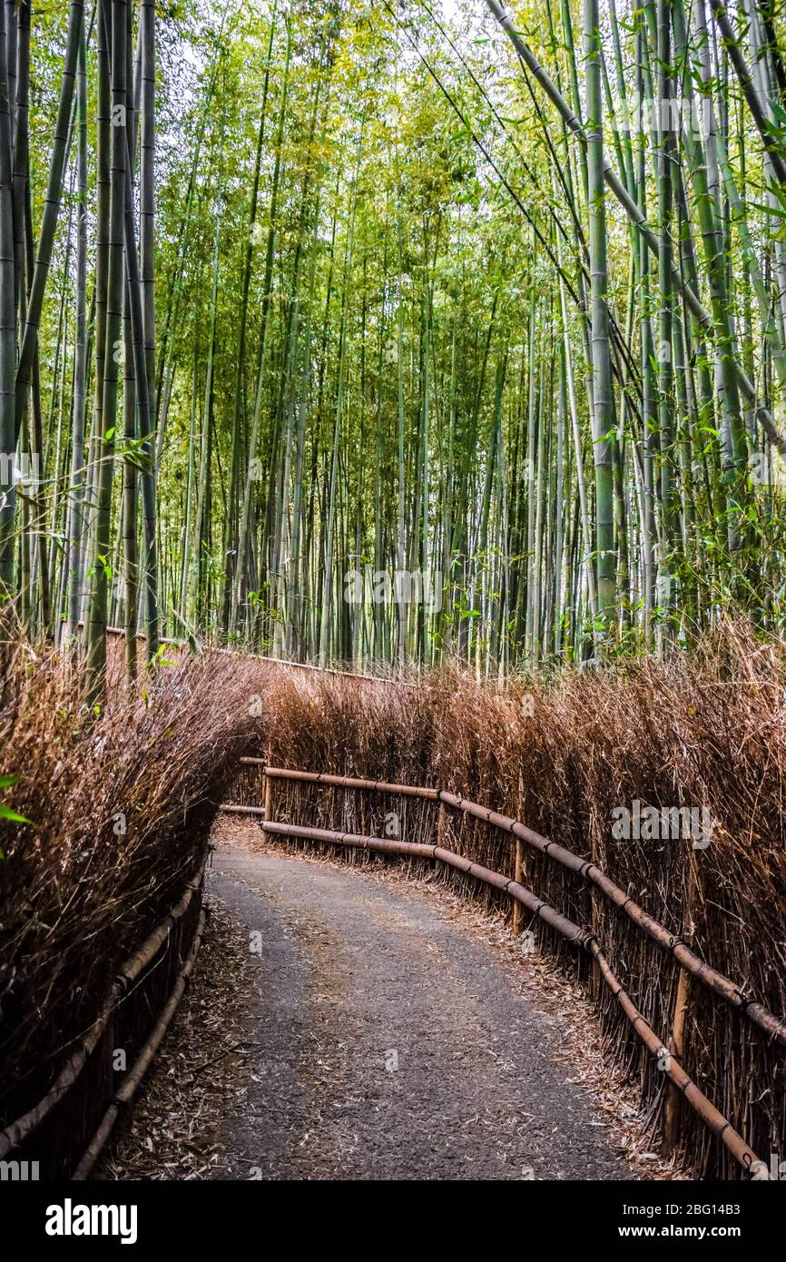 Green natural bamboo forest in Kyoto in Japan Stock Photo - Alamy