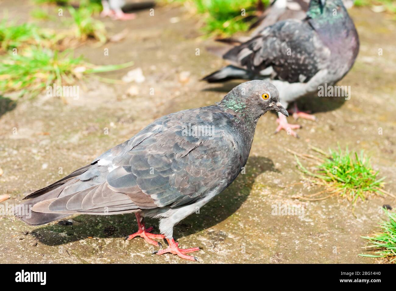 pigeons dove on a lake in a park, protection environment background ...