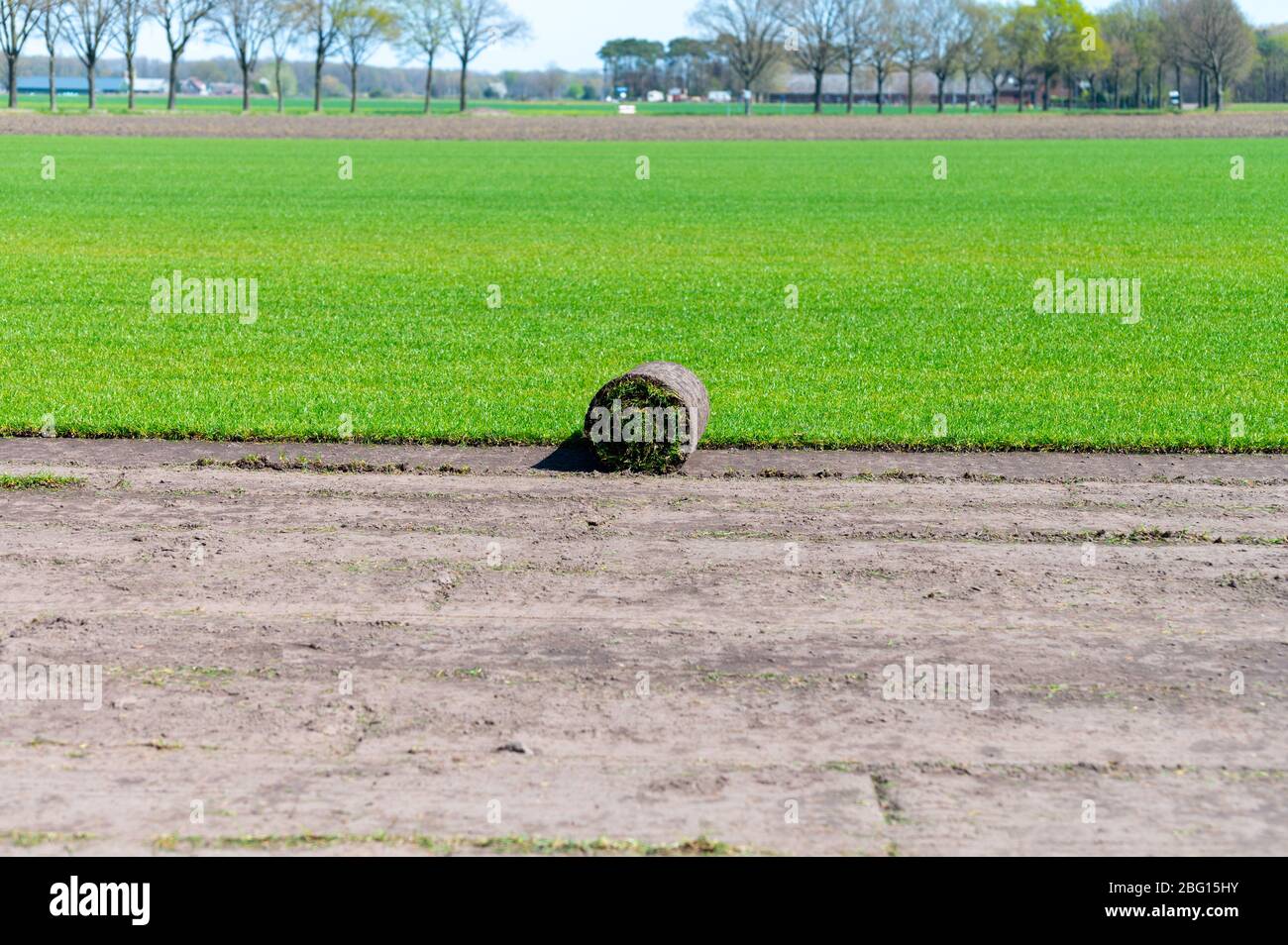 Field with growing high-quality, multi-purpose ryegrass or fescue turf ...