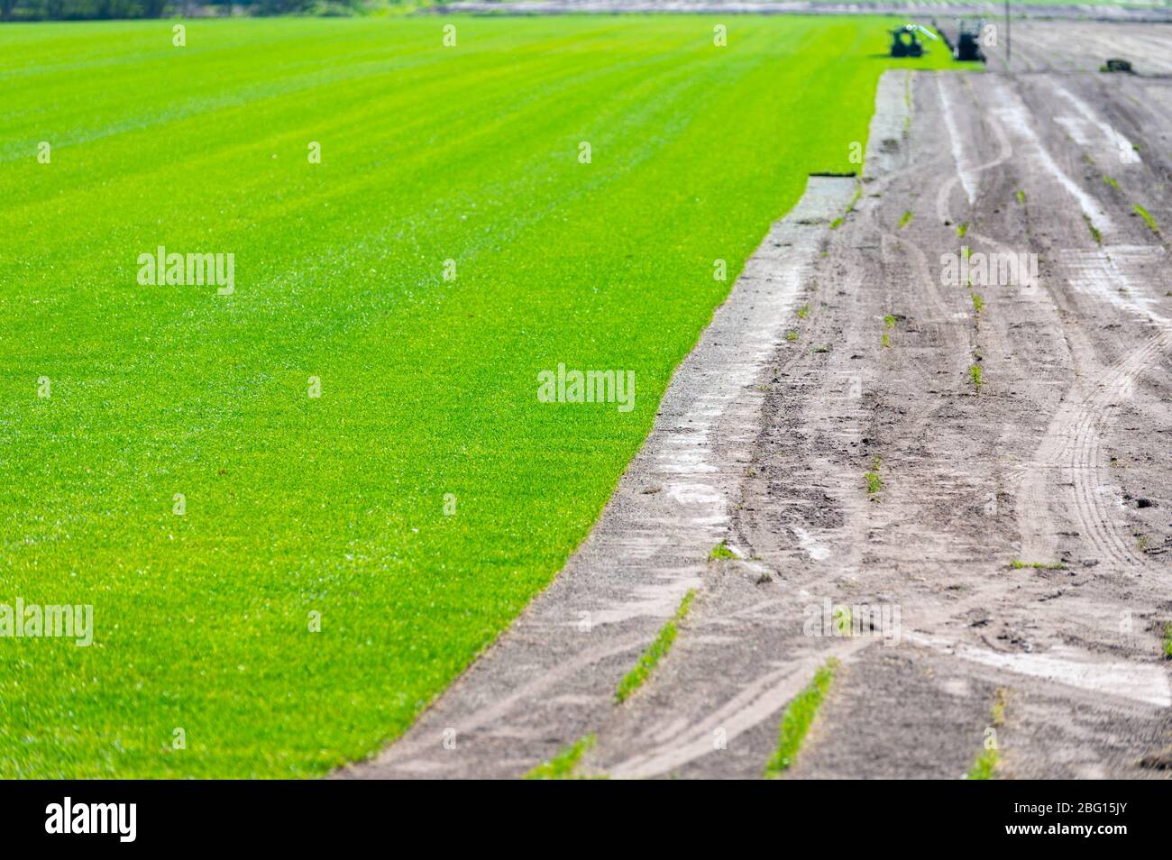 Field with growing high-quality, multi-purpose ryegrass or fescue turf ...
