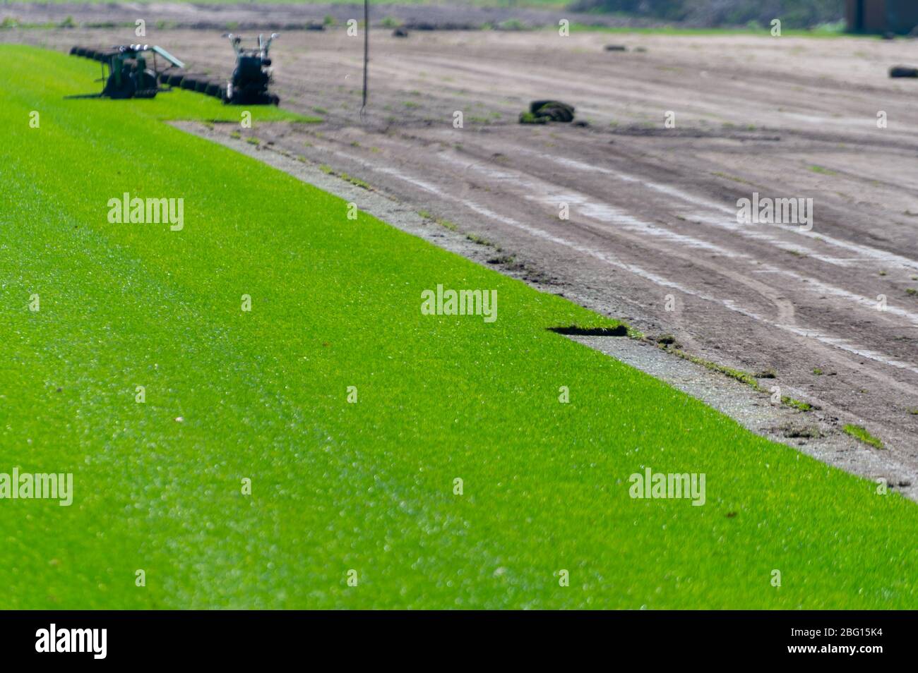 Field with growing high-quality, multi-purpose ryegrass or fescue turf ...