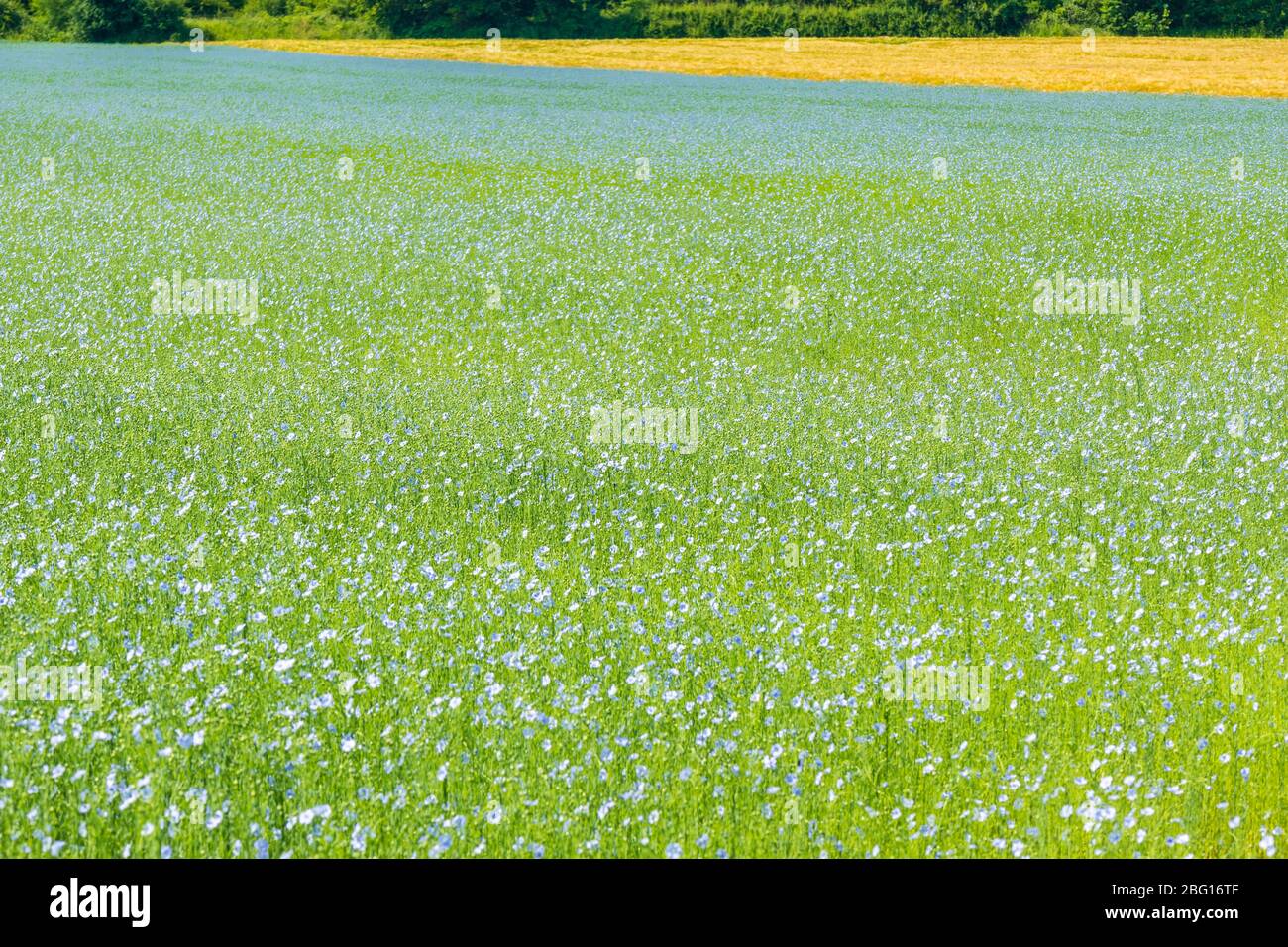 Large field of flax in bloom in spring Stock Photo - Alamy