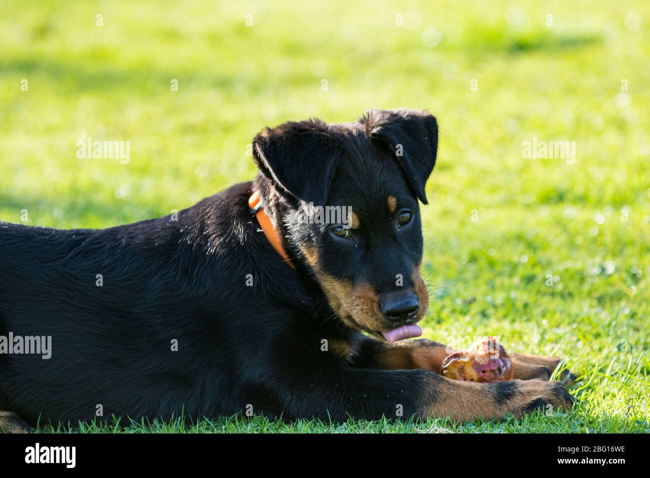 adorable young Beauce shepherd dog lying in the green grass and eating ...